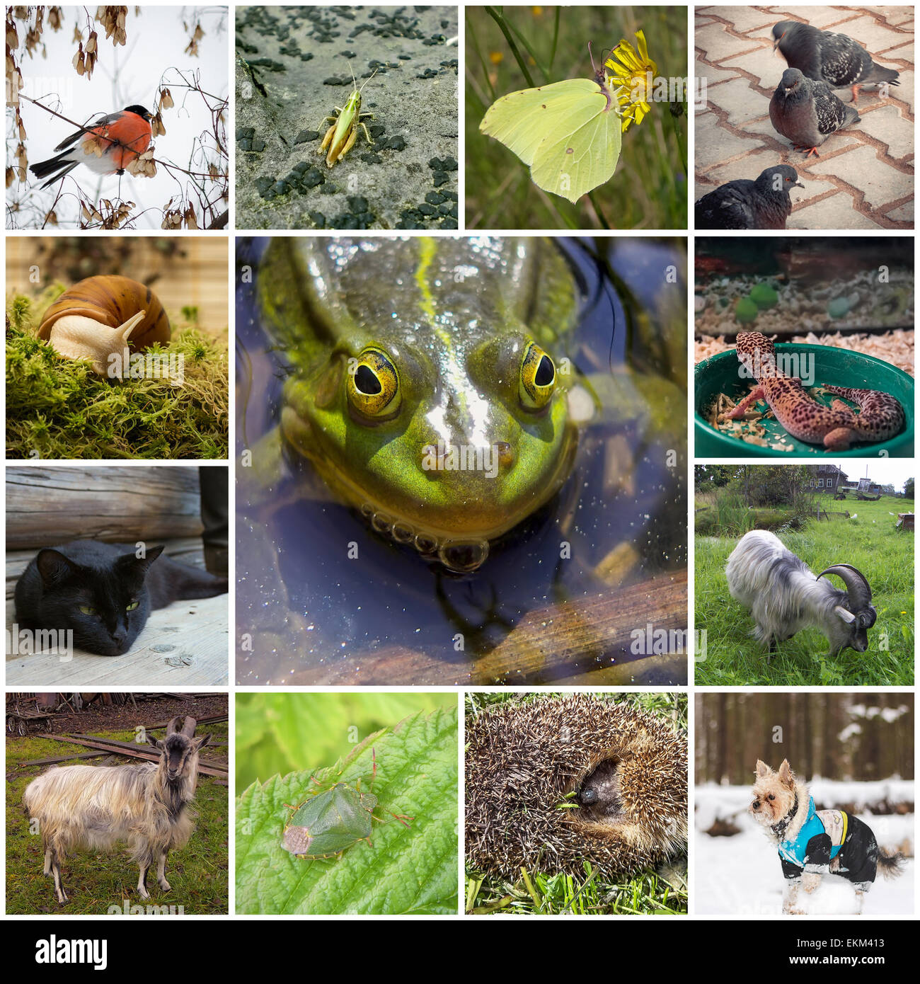 Animals collage hi-res stock photography and images - Alamy