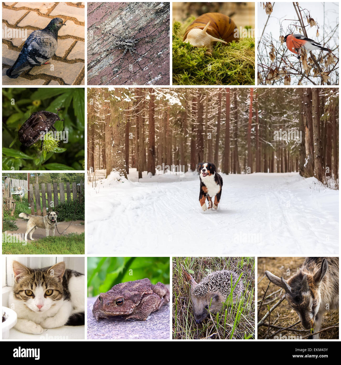 Nature photo collage hi-res stock photography and images - Alamy