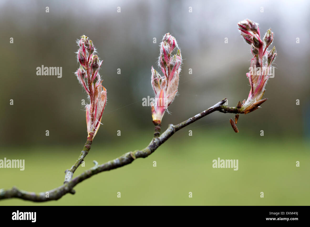Buds of Snowy mespilus (Amelanchier lamarckii Stock Photo - Alamy