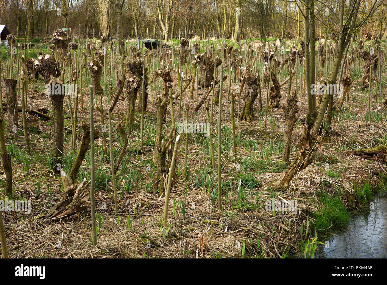 Cut shrubs hi-res stock photography and images - Alamy