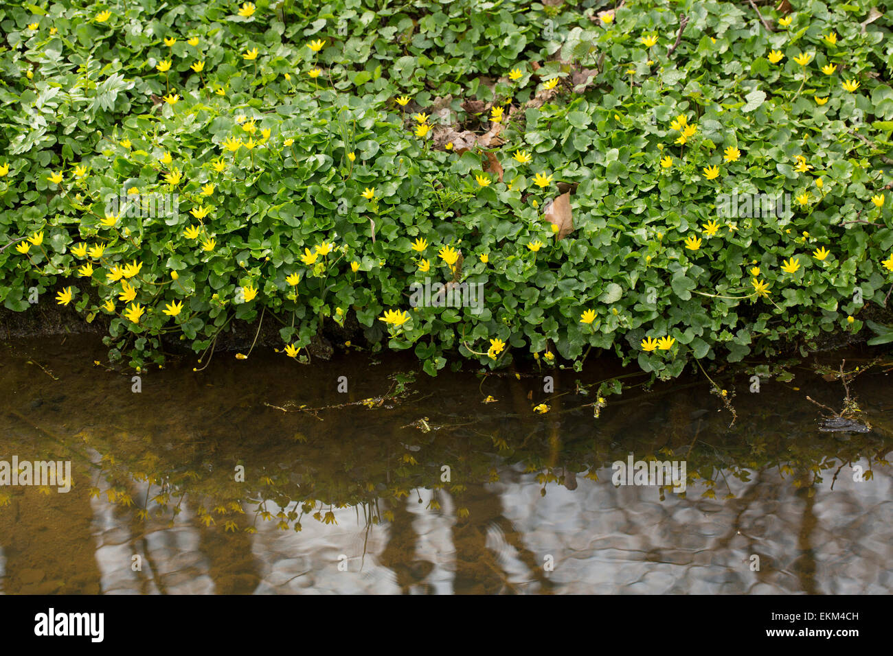 Lesser celandine water hi-res stock photography and images - Alamy
