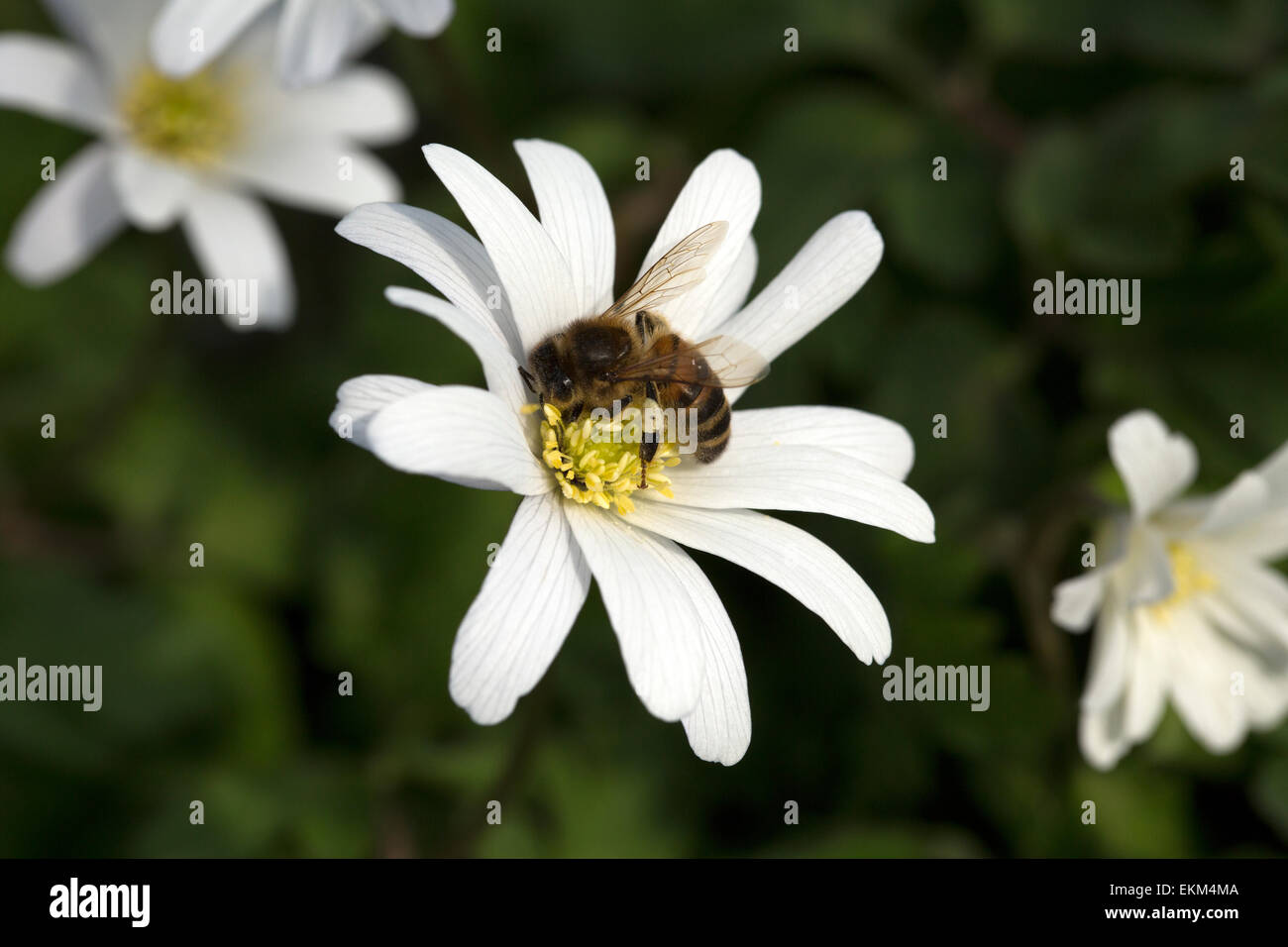 Close-up of Wood anemone (Anemone nemorosa) with Honey bee (Apis ...