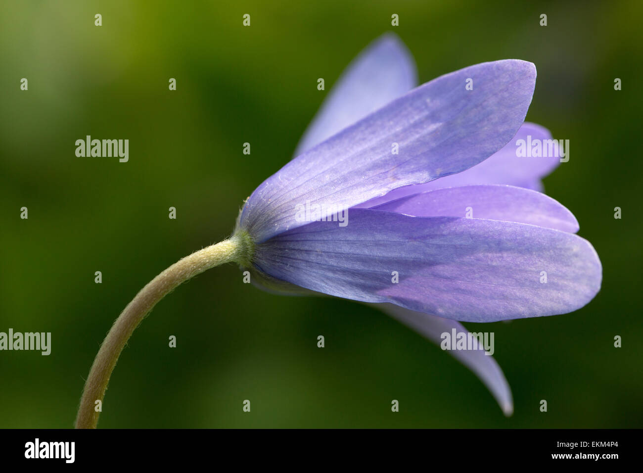 Blue anemone flower hi-res stock photography and images - Alamy
