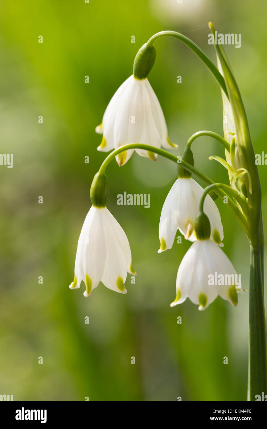 White flowers of summer snowflake hi-res stock photography and images ...