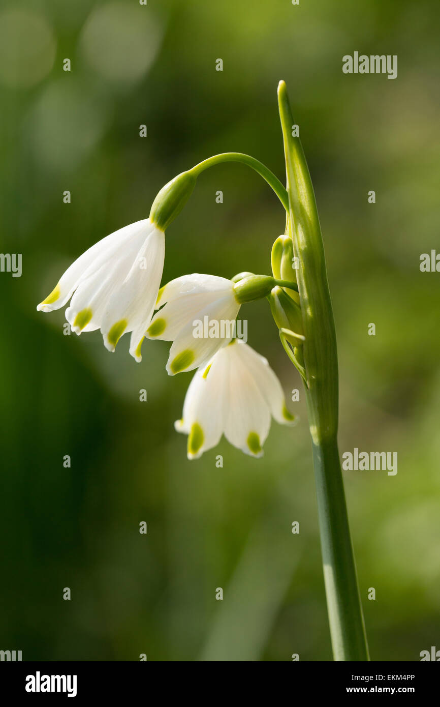 Summer snowflake (Leucojum aestivum Stock Photo - Alamy