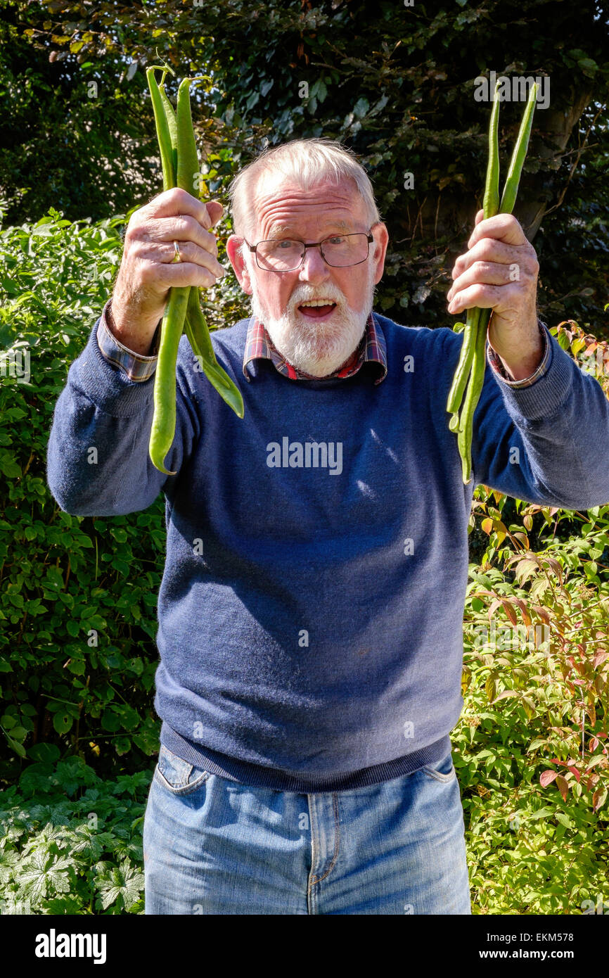 Older man in 70s with very long runner beans grown in garden. Domestic ...