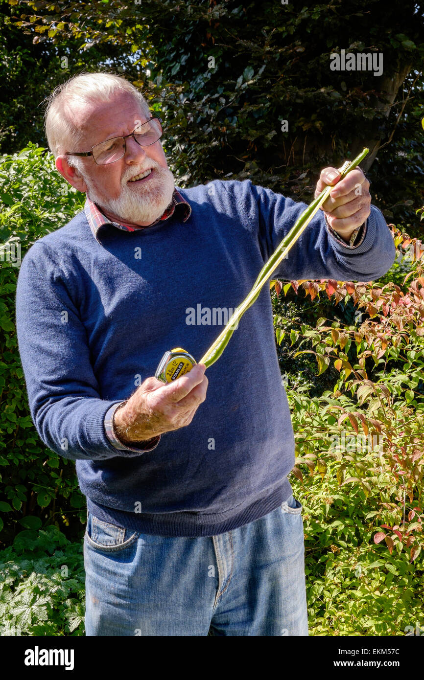 Older man in 70s with very long runner beans grown in garden. Domestic ...