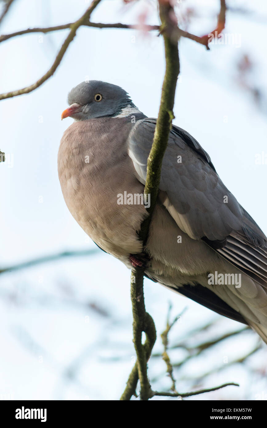 Domestic pigeon uk hi-res stock photography and images - Alamy