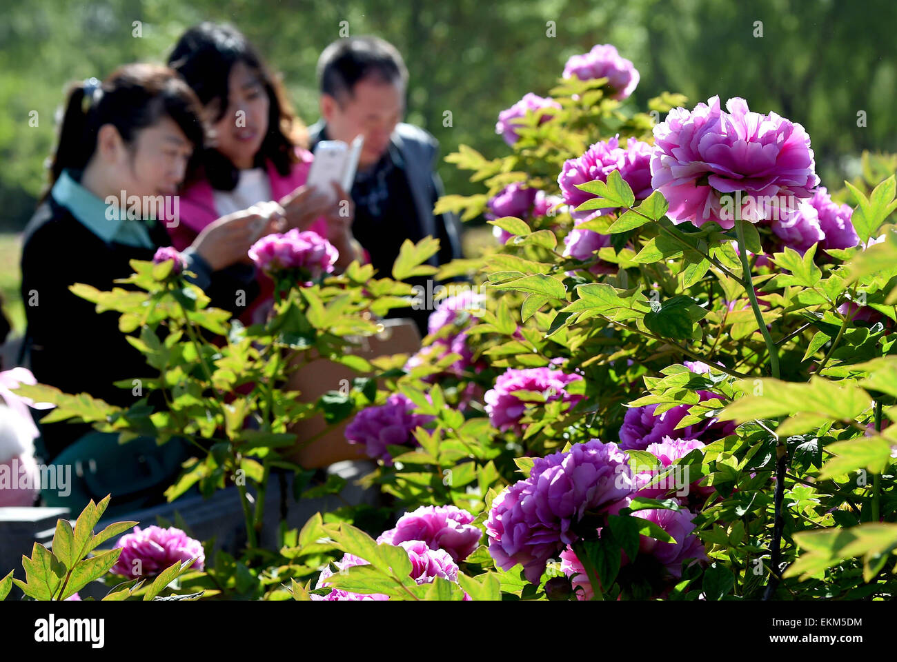 Zhengzhou, China's Henan Province. 12th Apr, 2015. People take photos ...