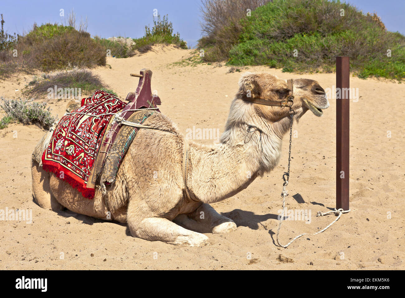 What Is A Camel Saddle Called