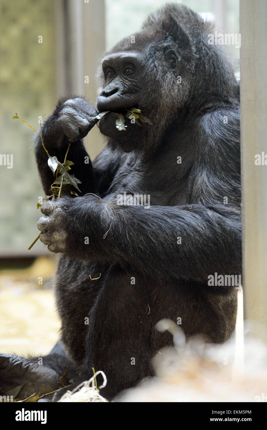 FILE - A picture made available on 12 April 2015 shows lady gorilla ...