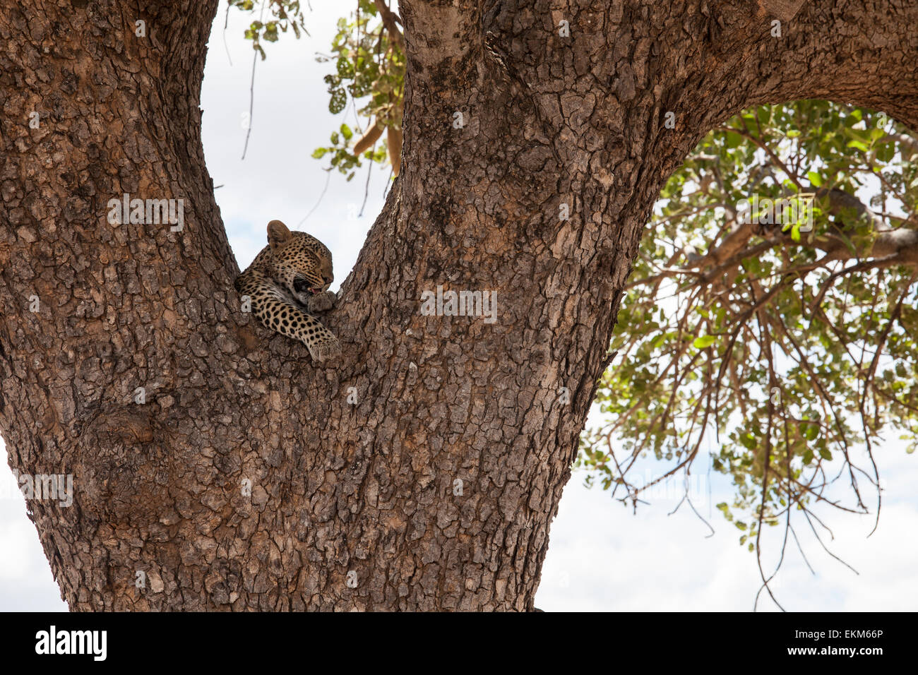 Leopard Resting in Tree Stock Photo - Alamy