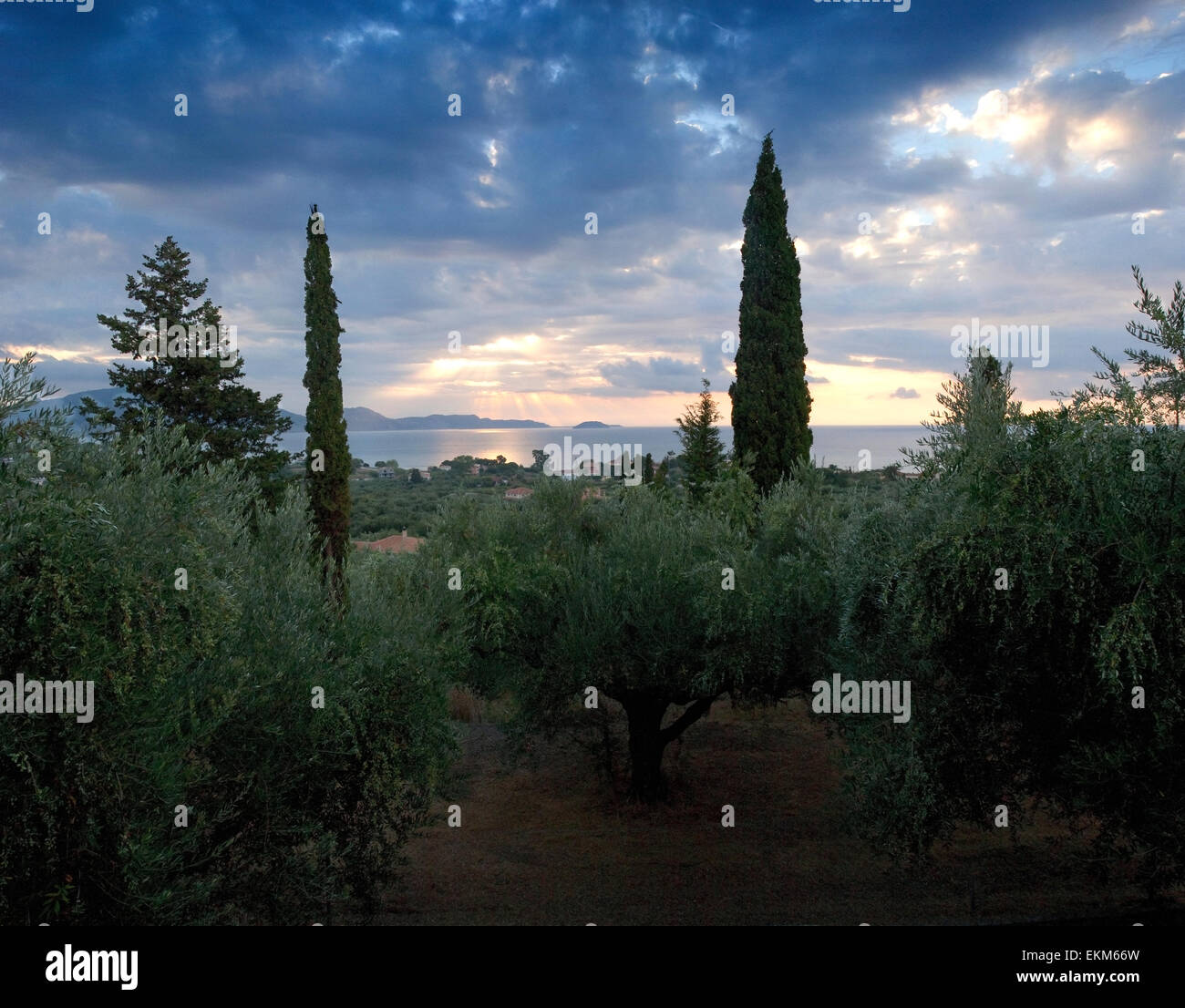 Zante tree hi-res stock photography and images - Alamy