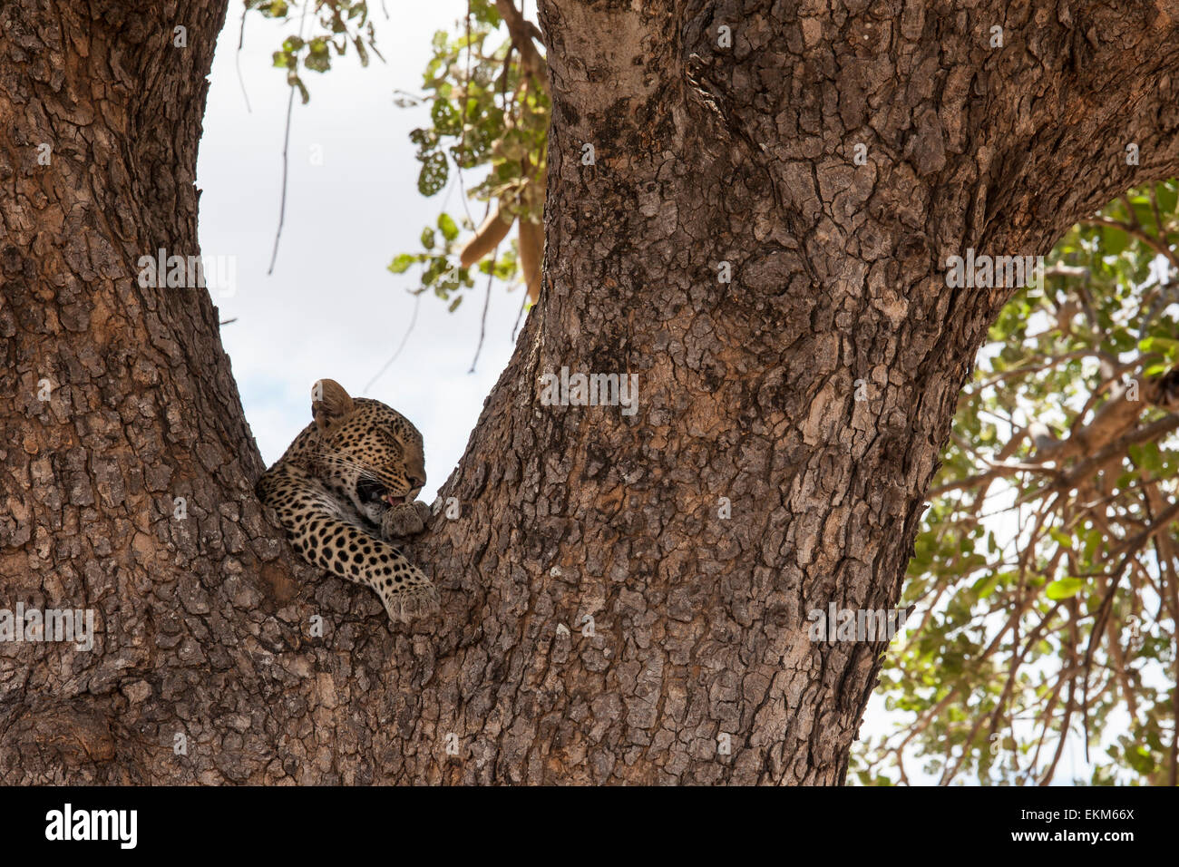 Resting to tree hi-res stock photography and images - Alamy
