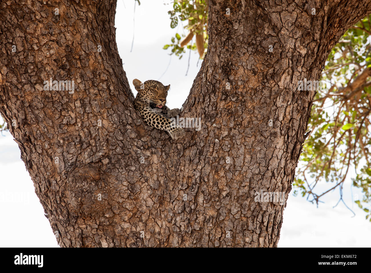 Wildlife leopard hi-res stock photography and images - Alamy