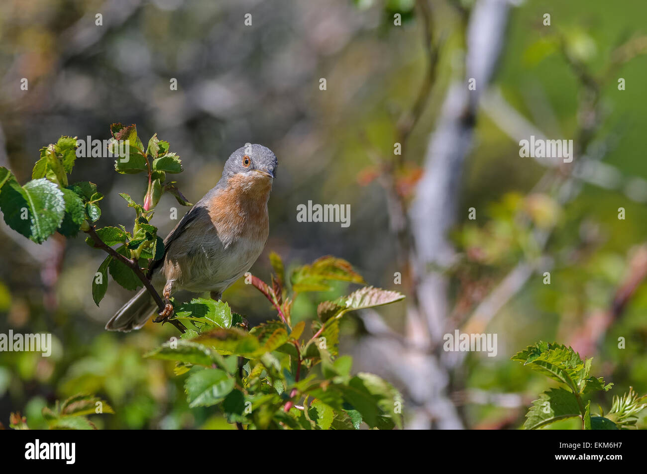 Warbler birds hi-res stock photography and images - Alamy