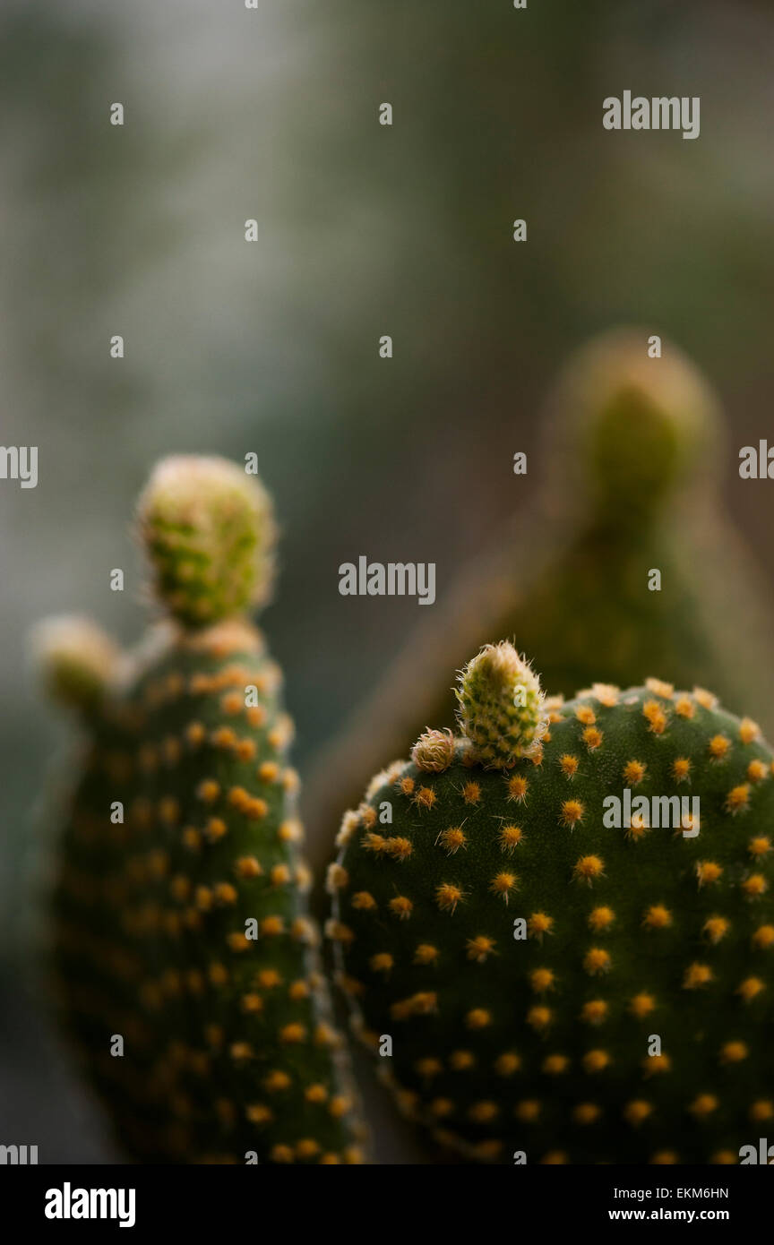Soft new growth hi-res stock photography and images - Alamy