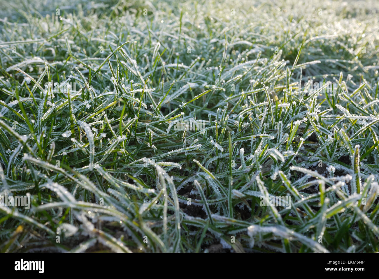 Early morning Frost Stock Photo - Alamy