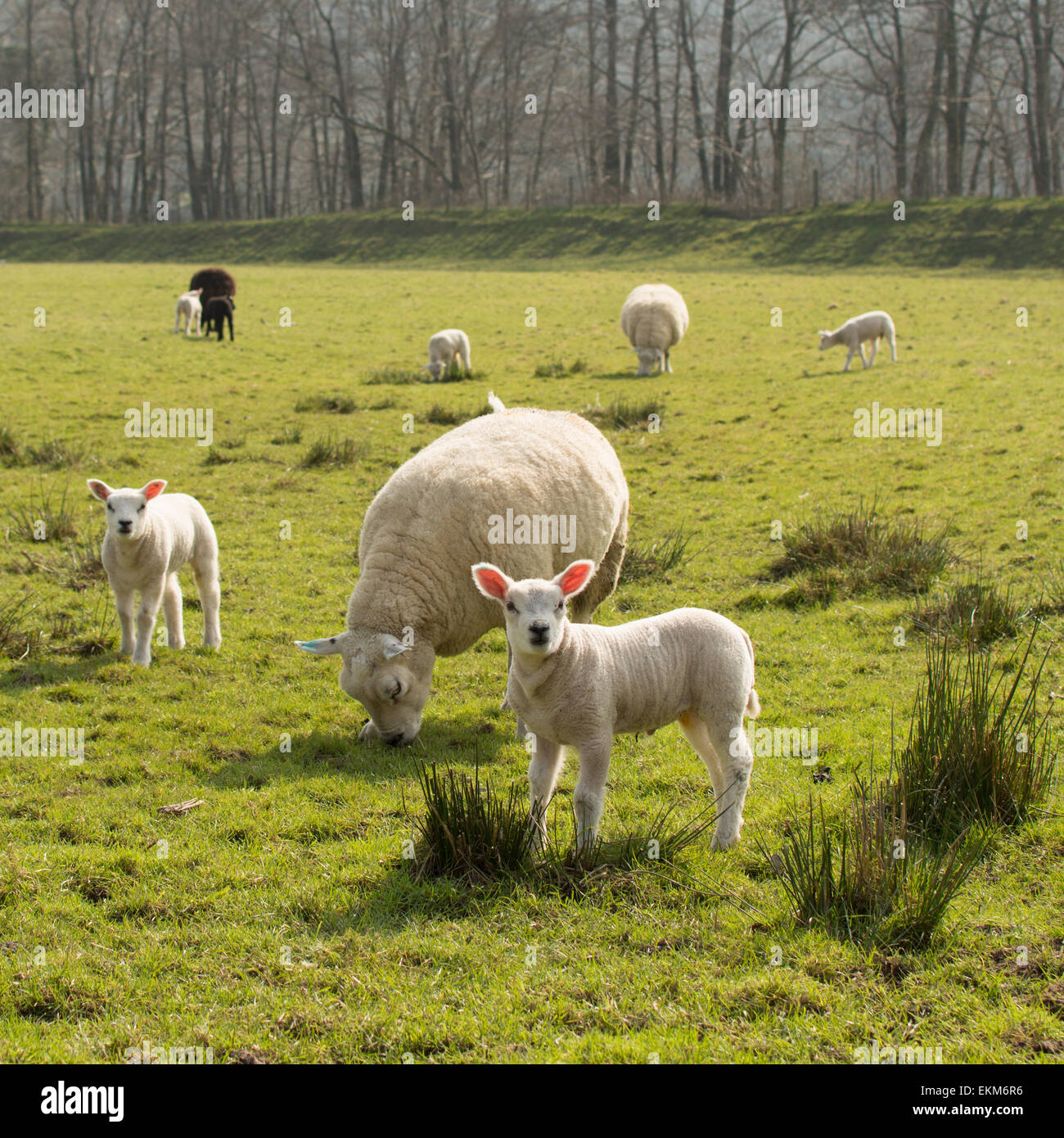 Twin lambs - pink ears backlit by spring sunshine - Lake District ...