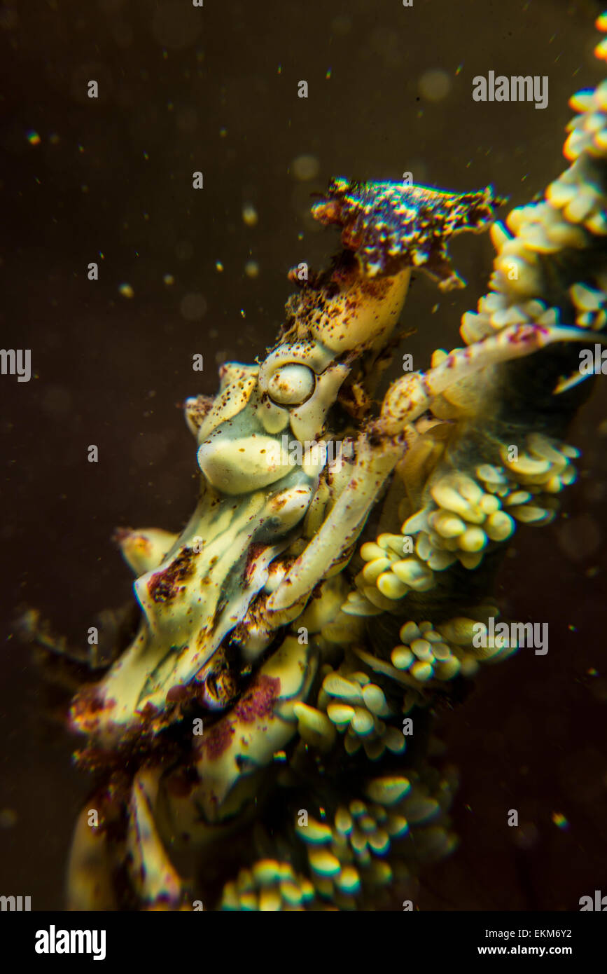 Xeno Crab（Xenocarcinus tuberculatus) on the whip coral. at Hitotsuishi ...