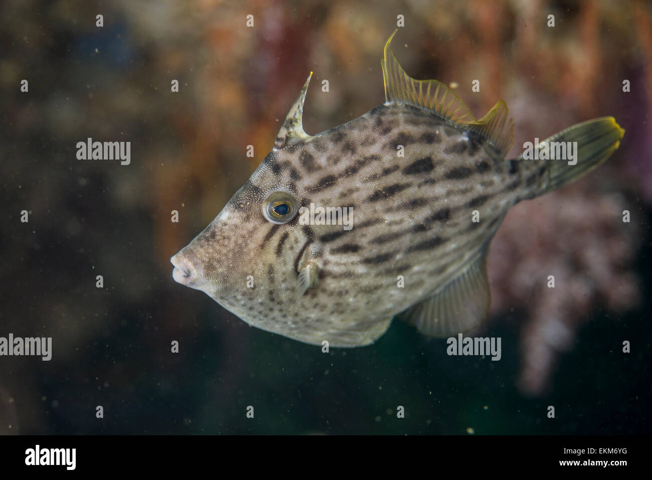 Leatherfish hi-res stock photography and images - Alamy