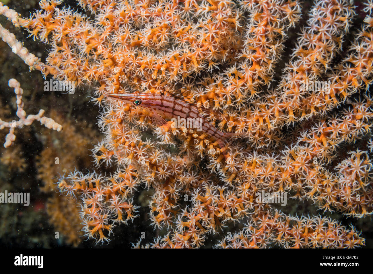 longnose hawkfish, ( Oxycirrhites typus ). Gyoshou(fish reef) point ...