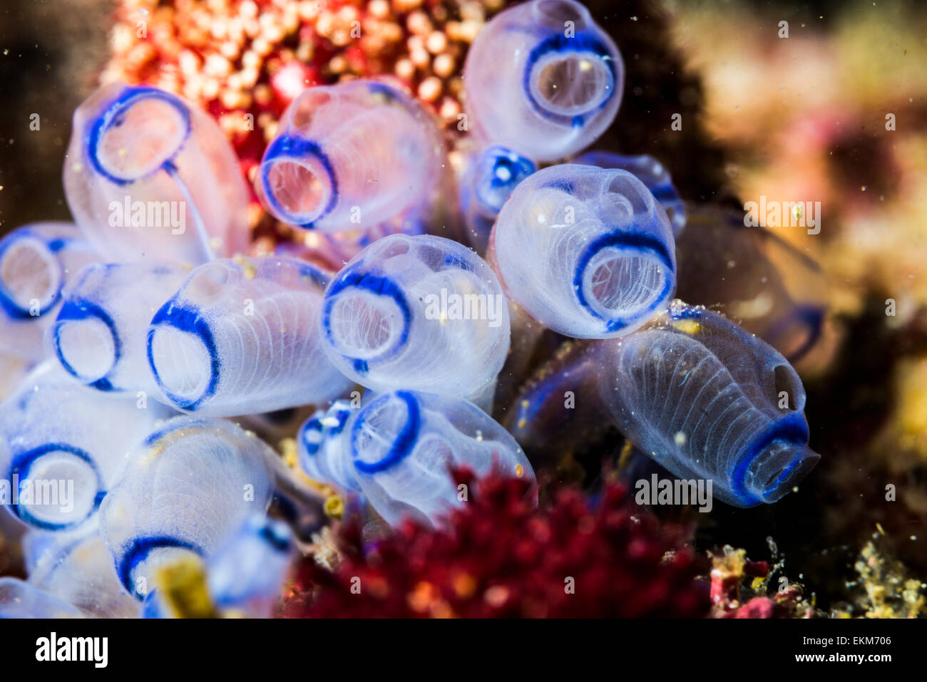Clavelina hi-res stock photography and images - Alamy
