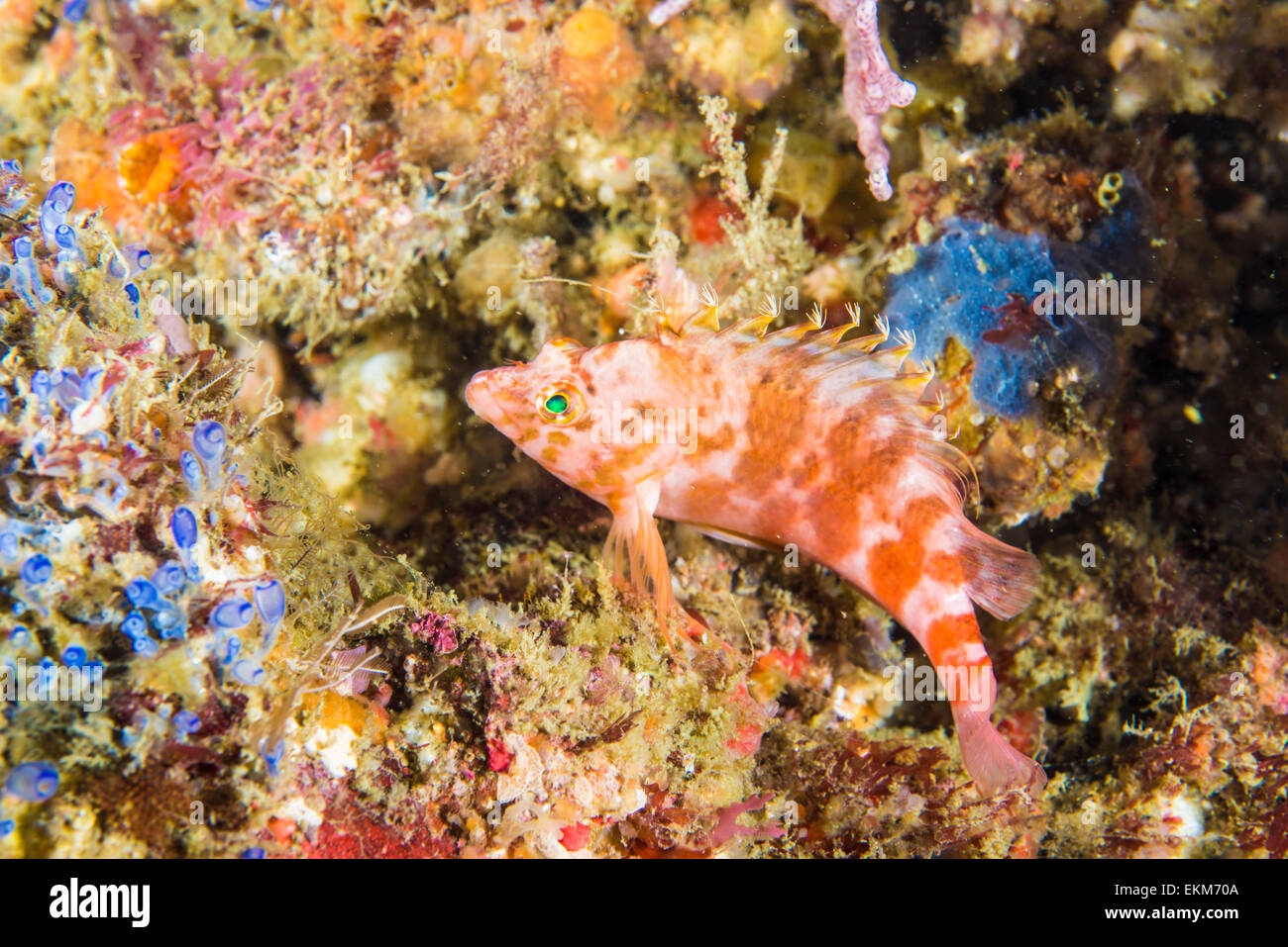 We can watch many kinds of Hawkfish at Owase, Mie Japan Stock Photo - Alamy