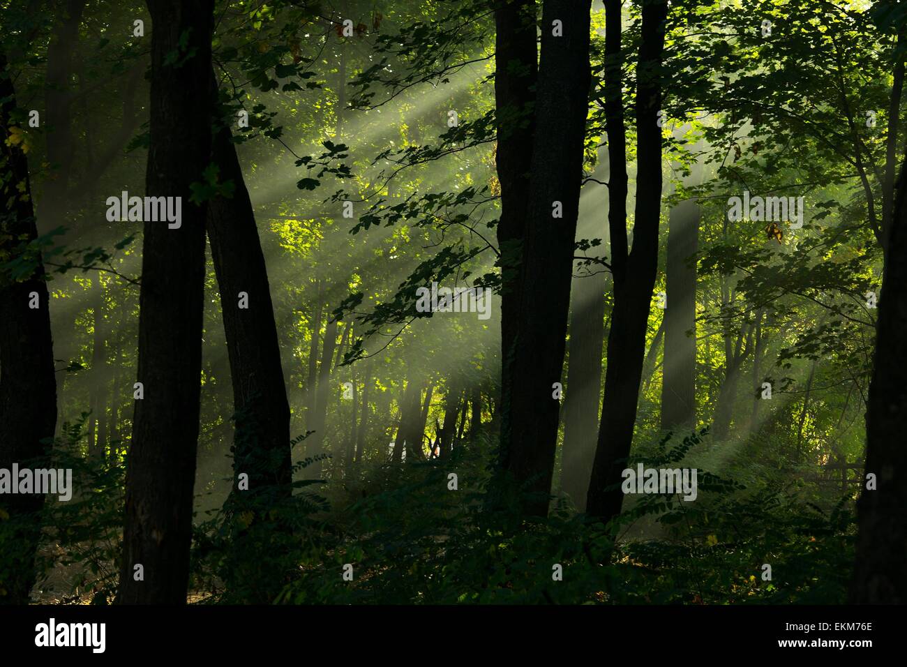 Inside dark forest hi-res stock photography and images - Alamy