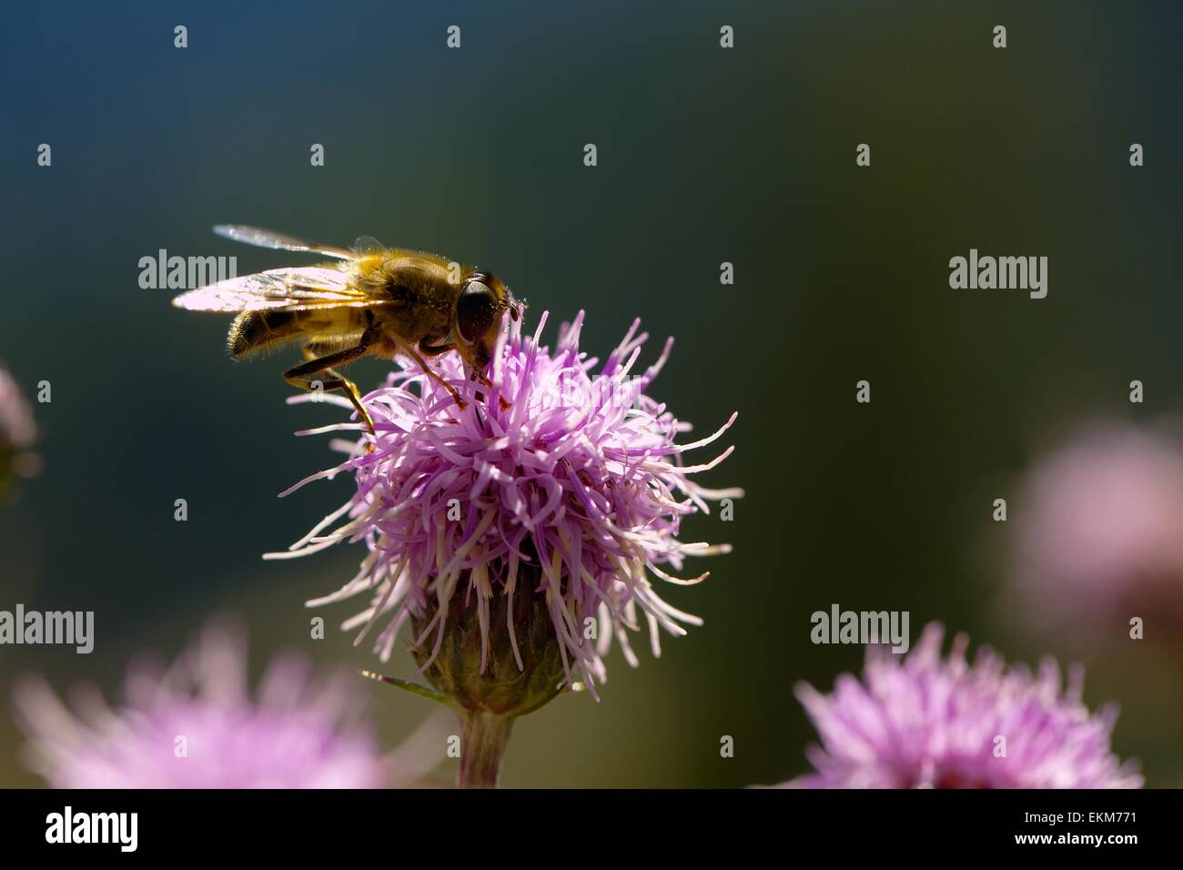 Bee meadow plant hi-res stock photography and images - Alamy