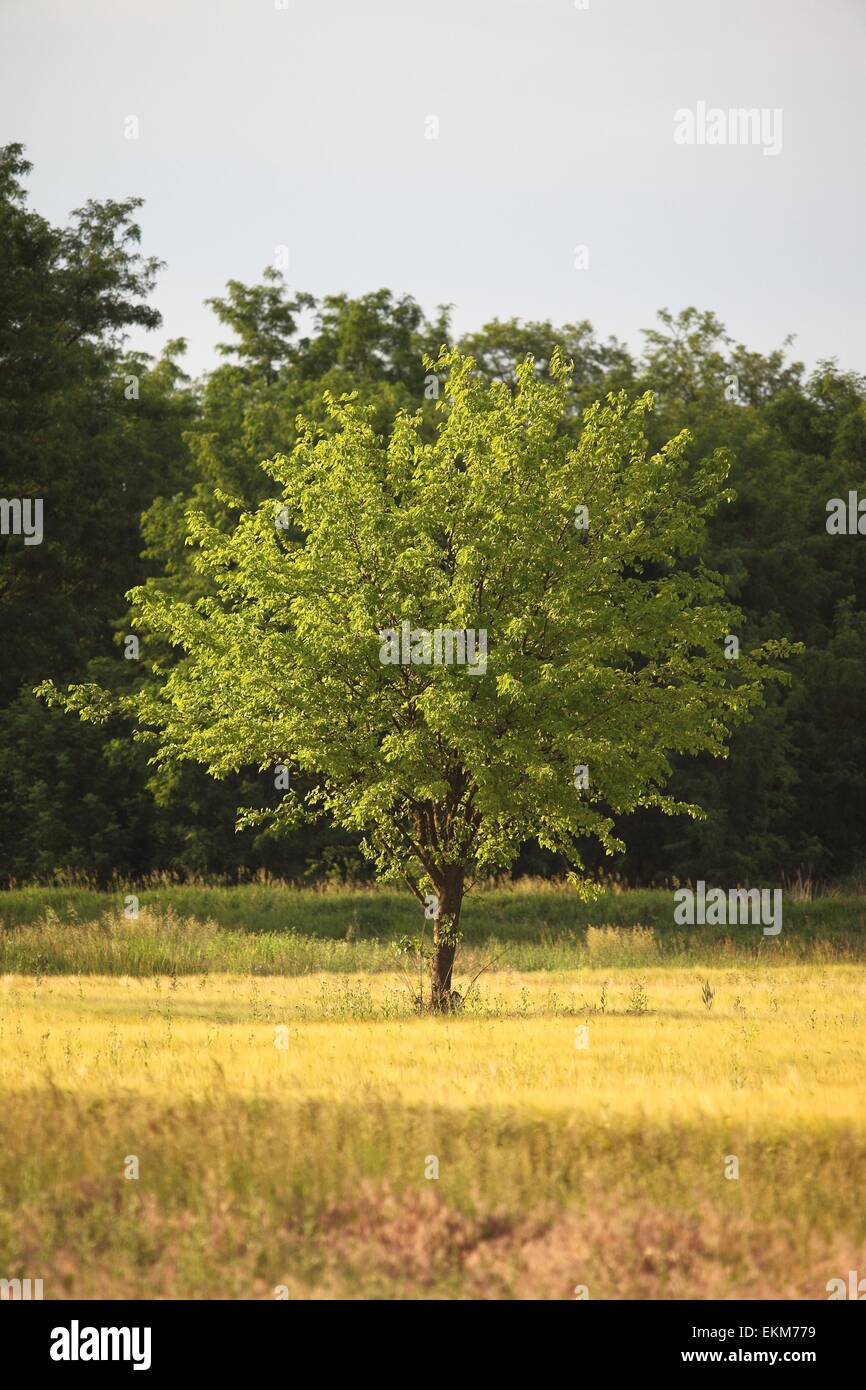 Meadow summer tree hi-res stock photography and images - Alamy