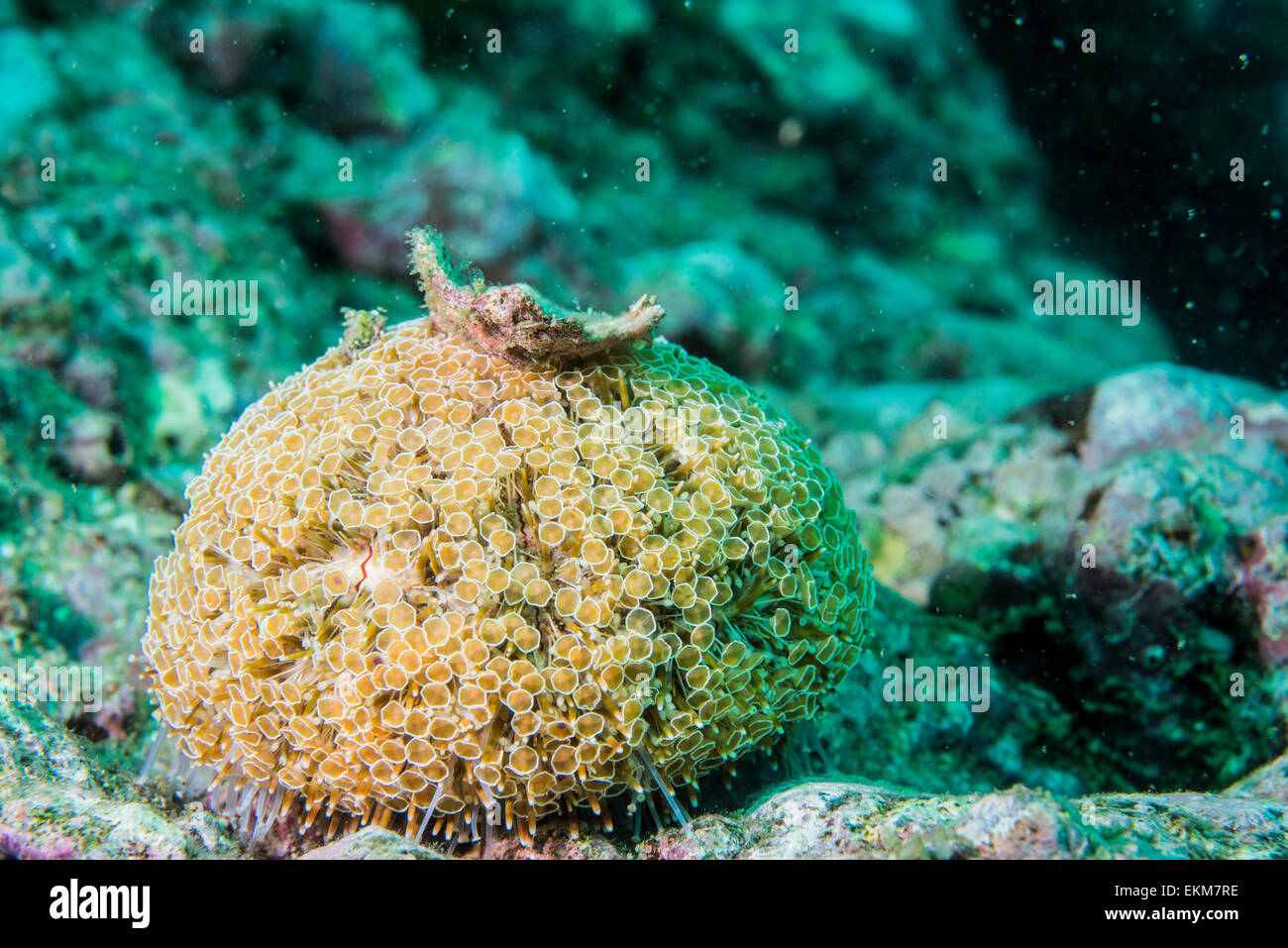 Flower urchin hi-res stock photography and images - Alamy