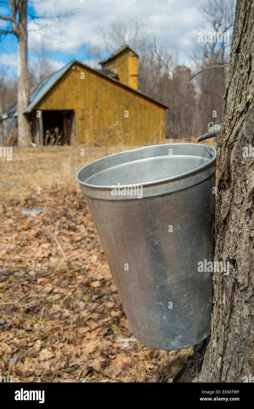 Pail used to collect sap of maple trees to produce maple syrup in ...