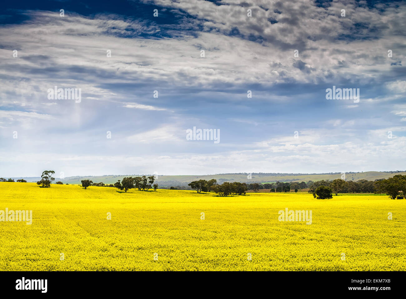 Canola oilseed hi-res stock photography and images - Alamy