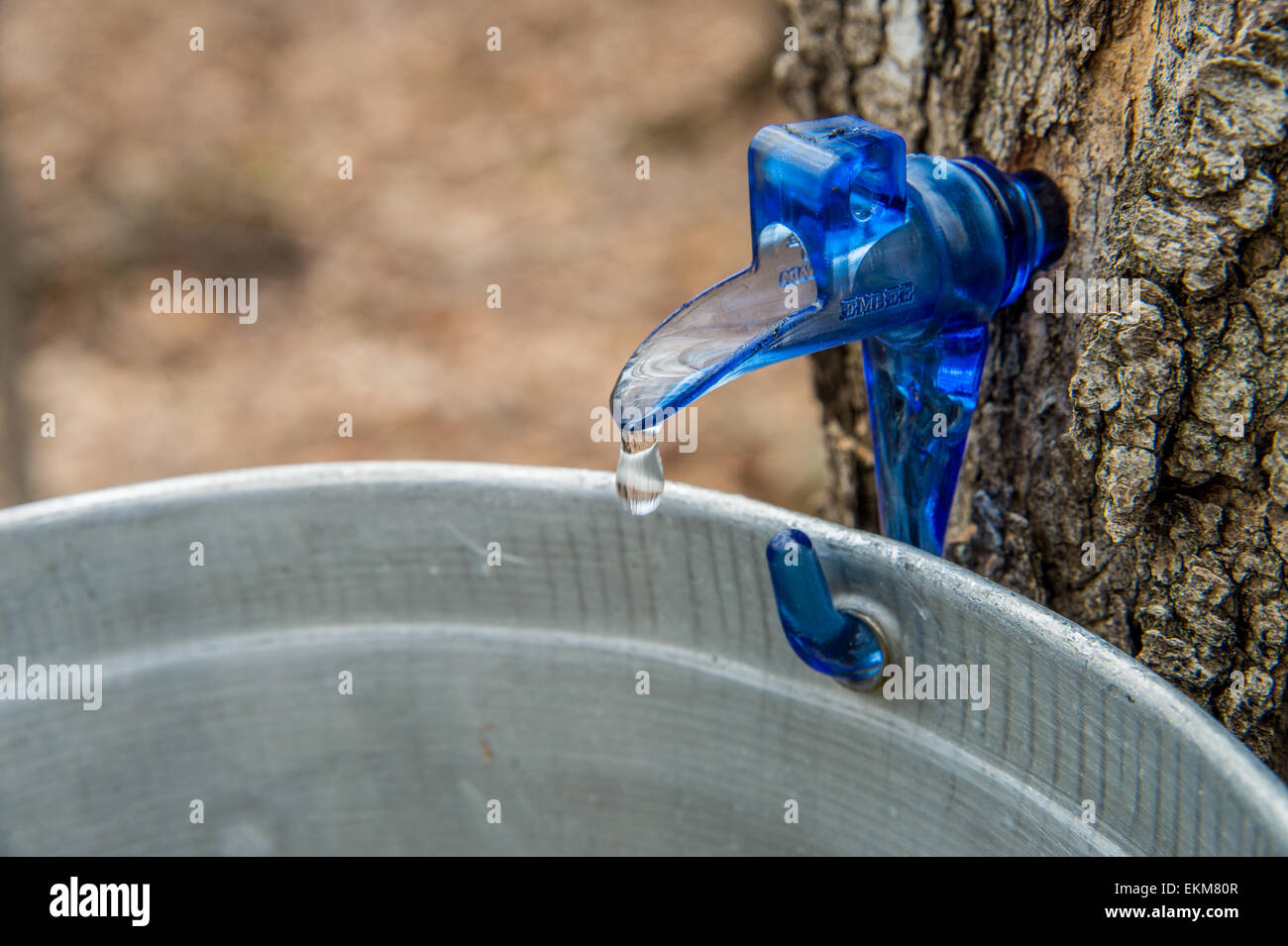 Maple Sap Dripping into a Bucket Stock Photo - Alamy