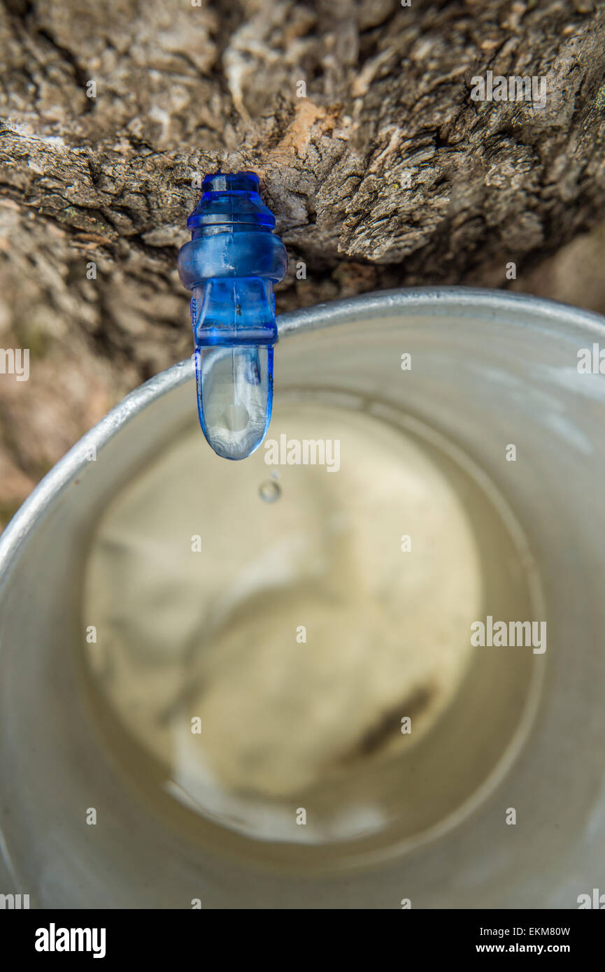 Maple Sap Dripping into a Bucket Stock Photo - Alamy