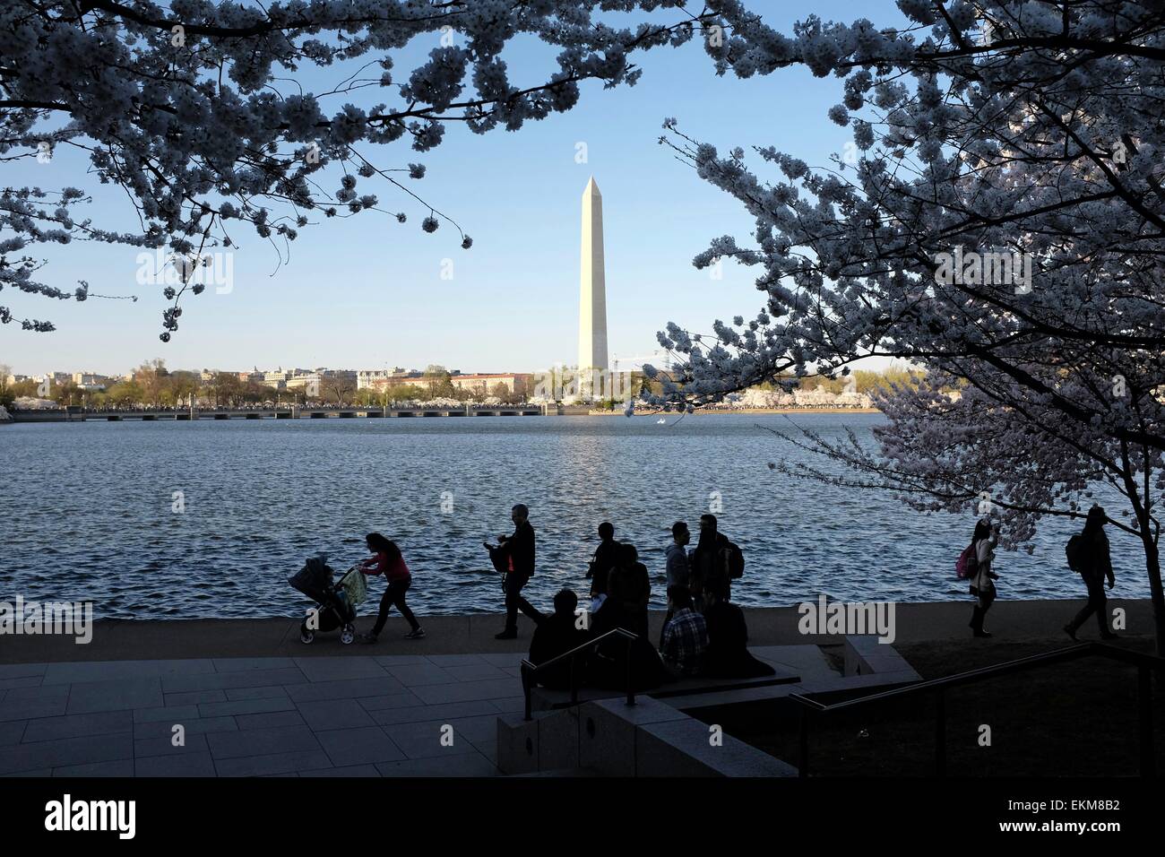 Washington Monument across the Tidal Basin during Cherry Blossom ...