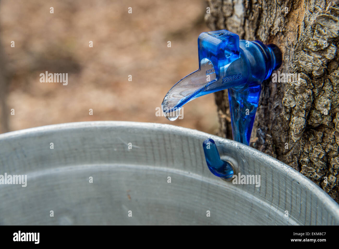 Maple Sap Dripping into a Bucket Stock Photo - Alamy