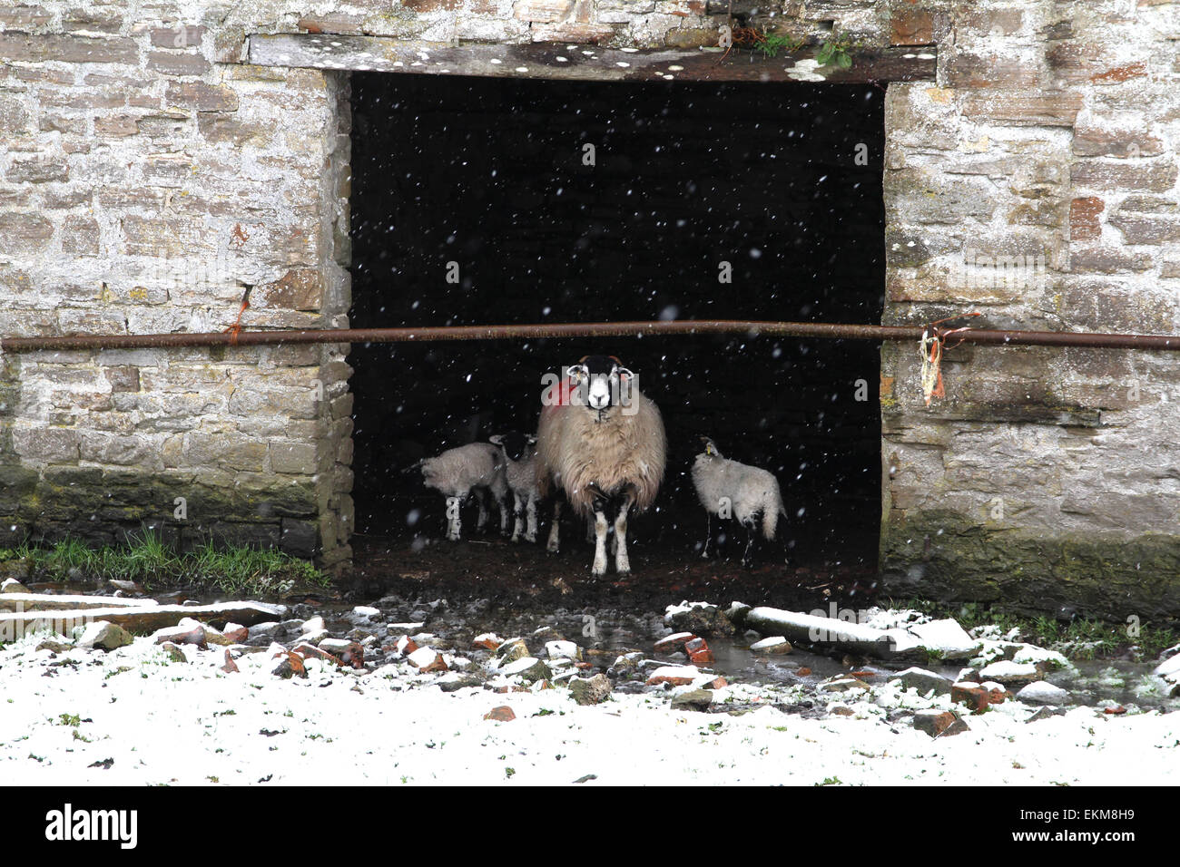 Coanwood, Northumberland, UK. 12th April, 2015. UK Weather: Sheep ...