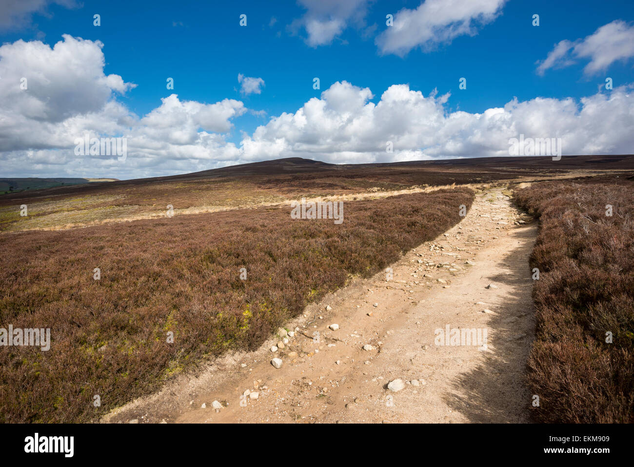Snake Track High Resolution Stock Photography and Images - Alamy