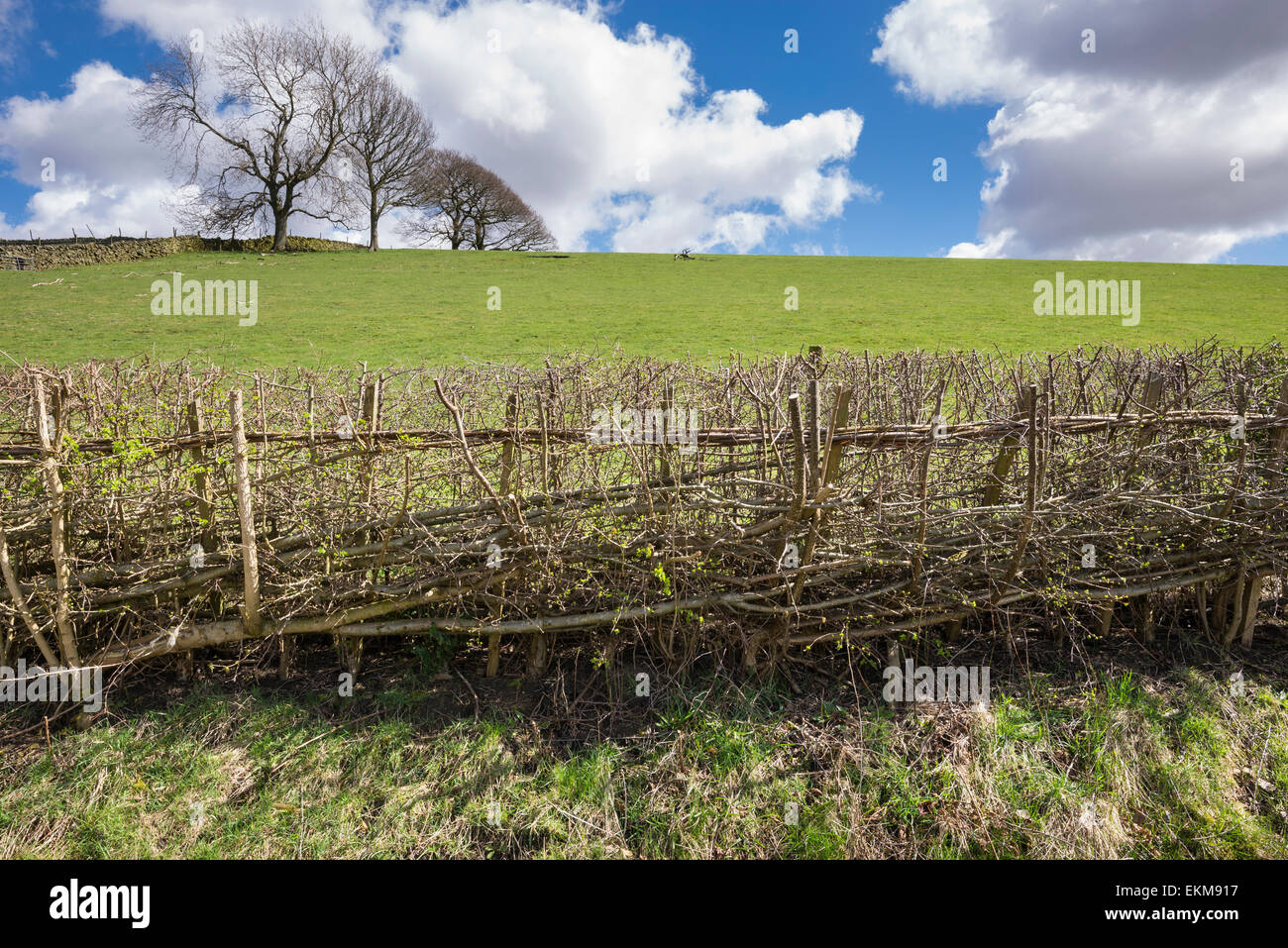 Example of a newly laid hedge near the village of Hayfield in the Peak ...
