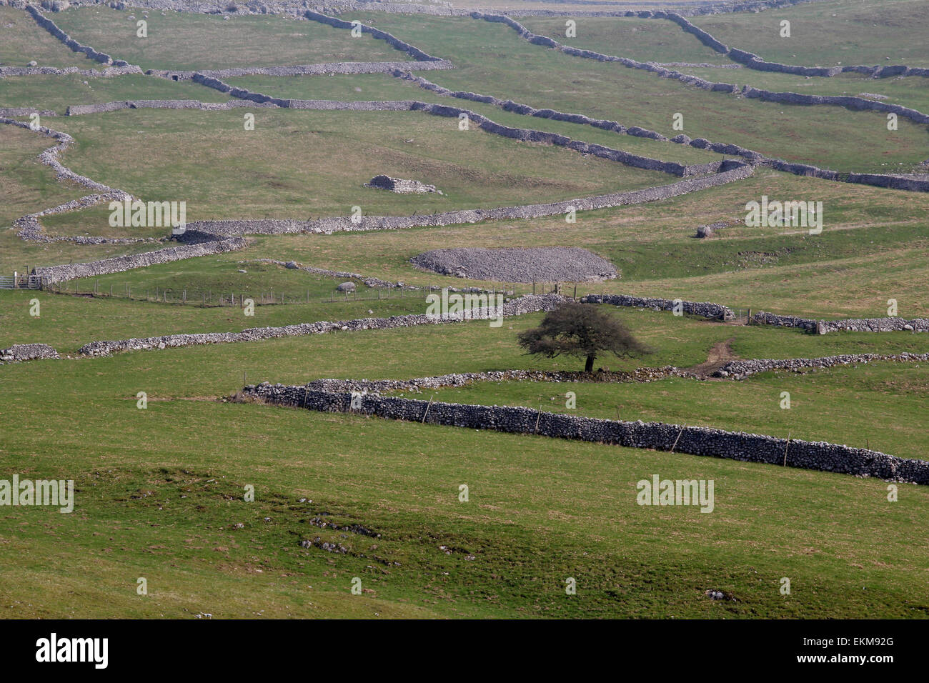 drystone walls in the Yorkshire dales Stock Photo - Alamy
