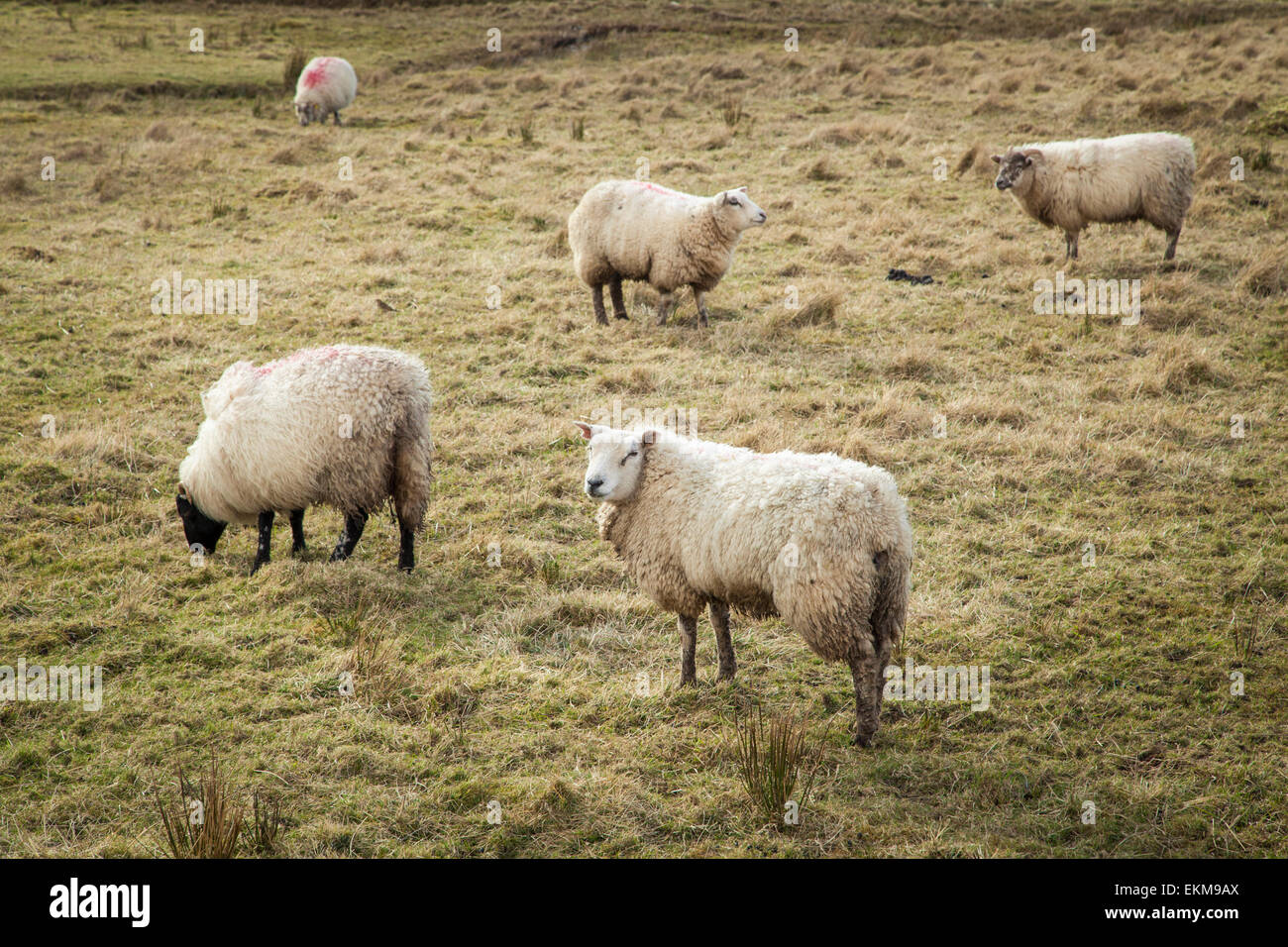 Sheep in a field Stock Photo - Alamy