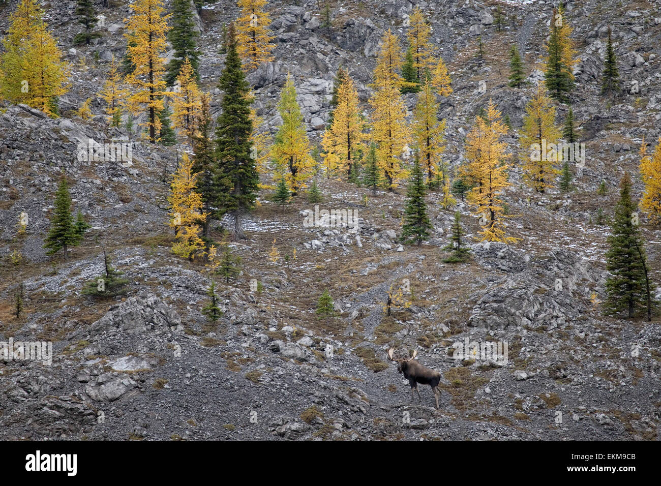 Moose (elk) in Canadian autumn rocky mountains. Mount Assiniboine ...