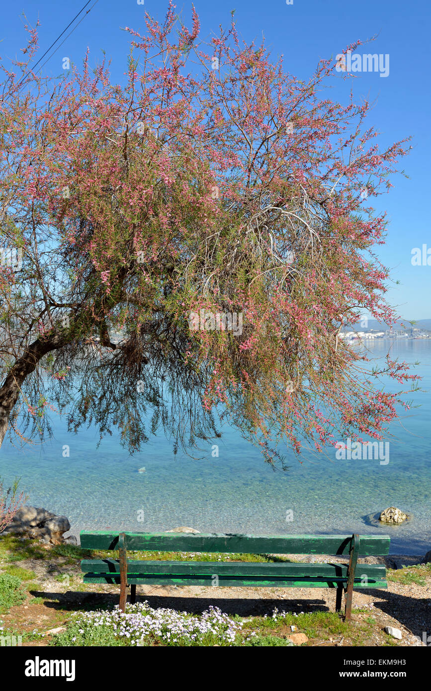 Bench by the seaside during springtime Stock Photo - Alamy