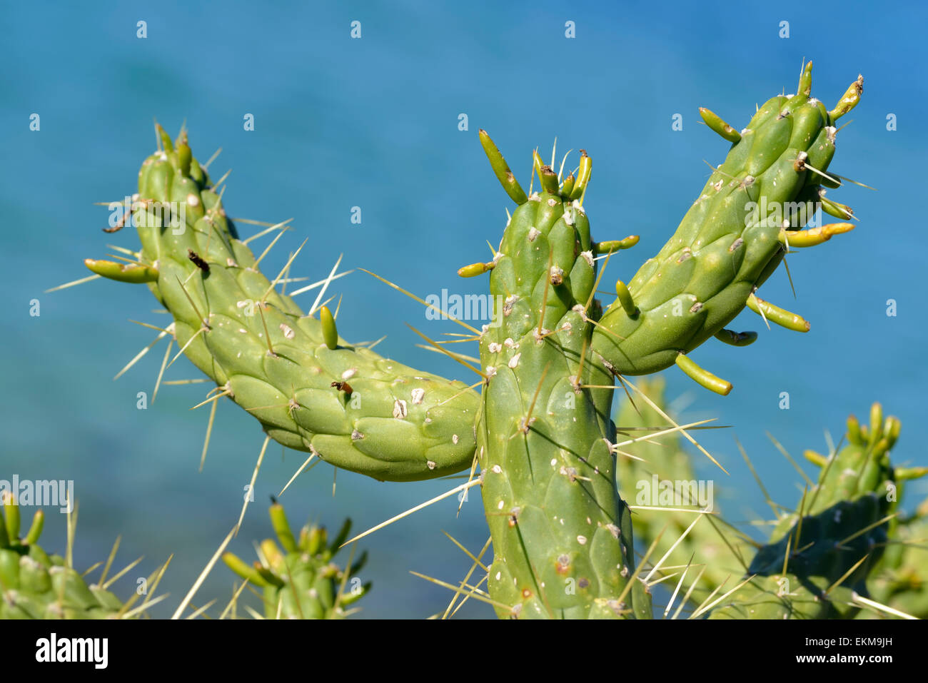 Wild cactus plant Stock Photo - Alamy