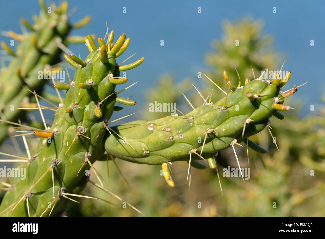 Wild cactus plant Stock Photo - Alamy