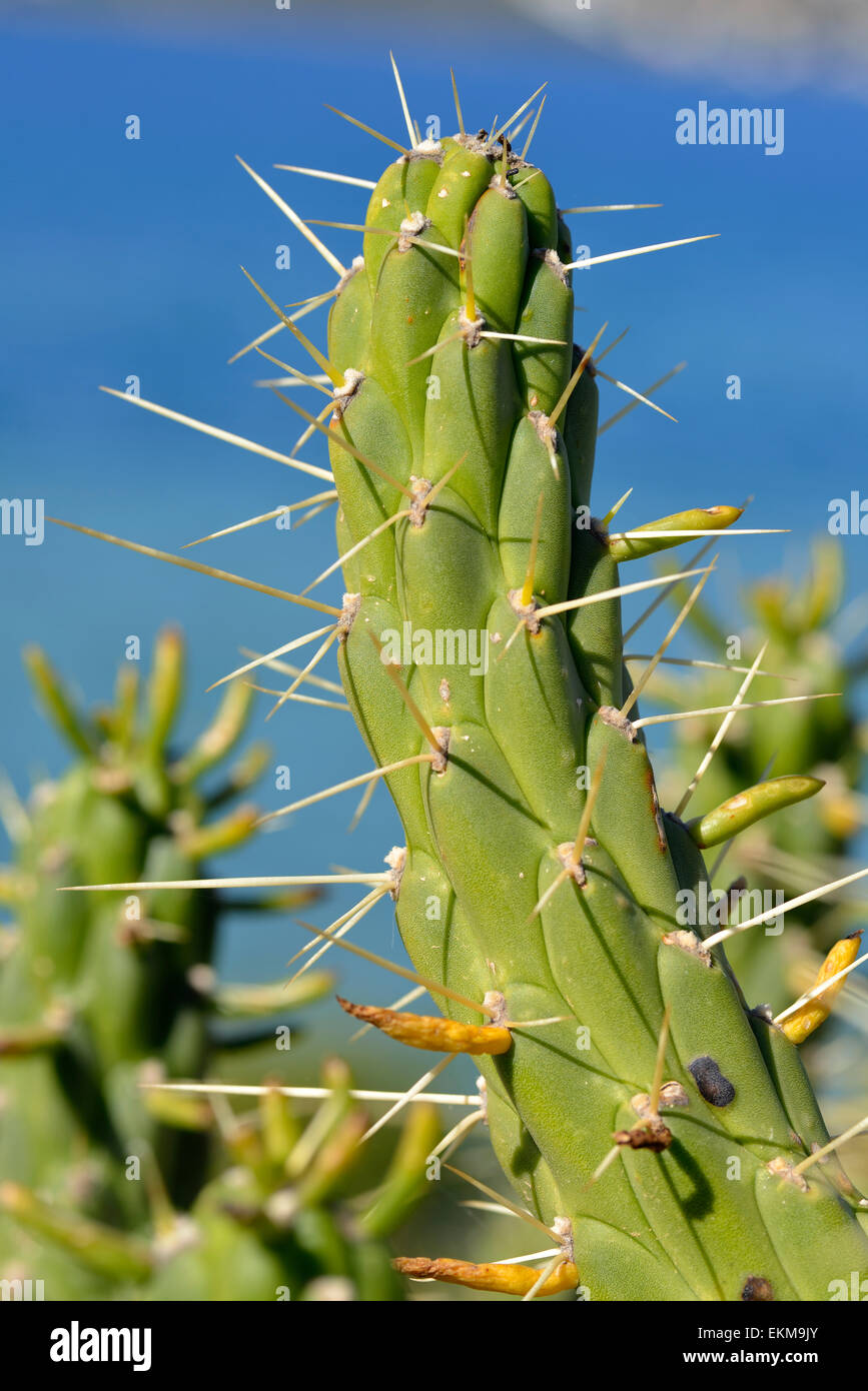 Wild cactus plant Stock Photo - Alamy