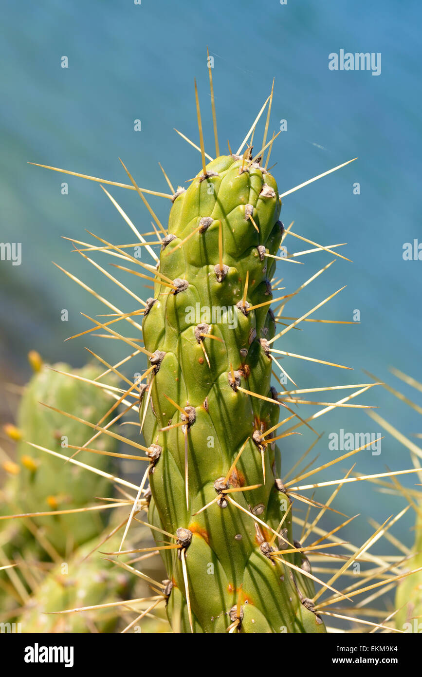 Wild thorn plant hi-res stock photography and images - Alamy