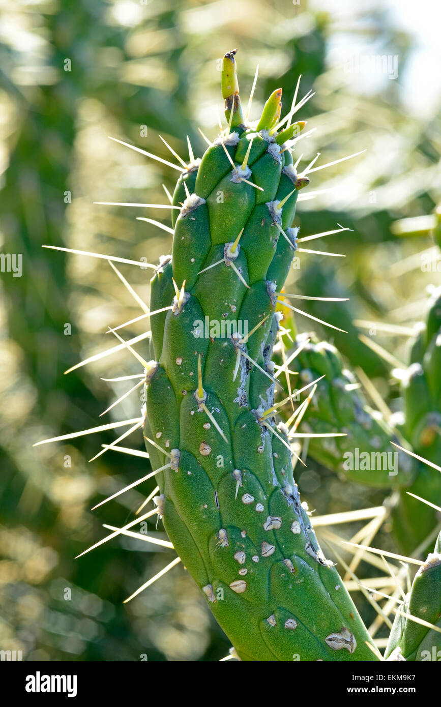 Plant backlighting hi-res stock photography and images - Alamy